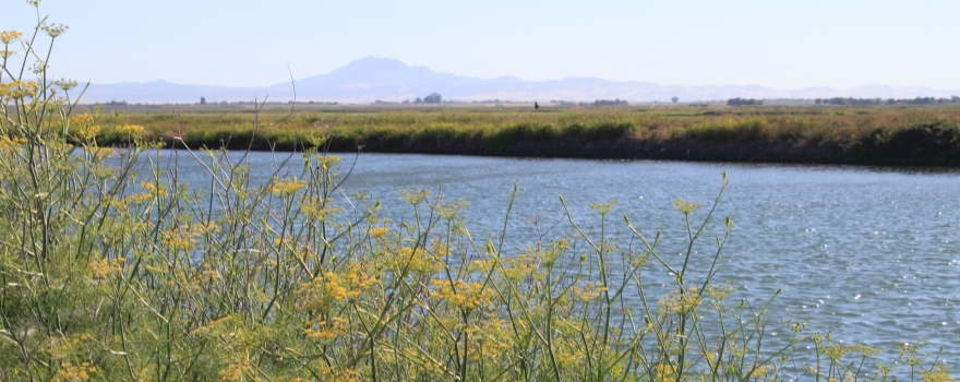 Delta Diablo from KOA ~ MAVEN'S NOTEBOOK | California Water News Central