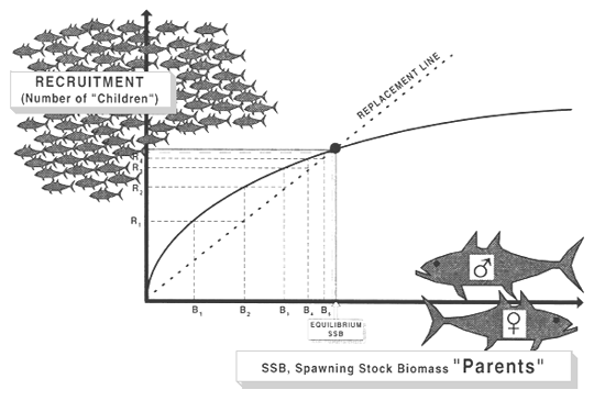 stock-recruitment relationship ~ MAVEN'S NOTEBOOK | Water news