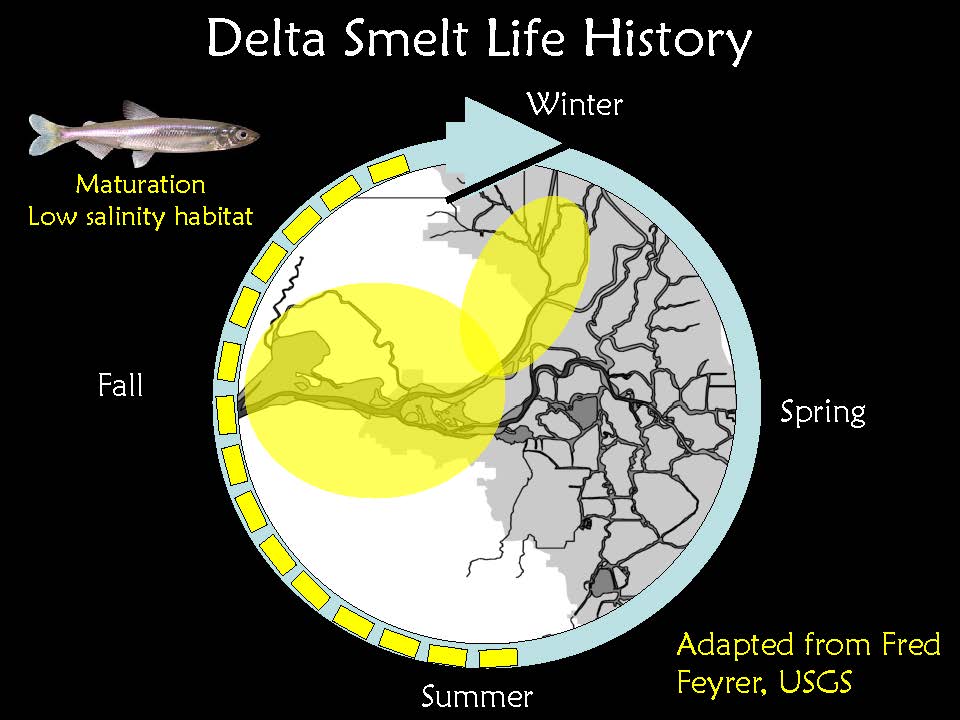 Symposium coverage, part 1: Delta and longfin smelt: Is extinction ...