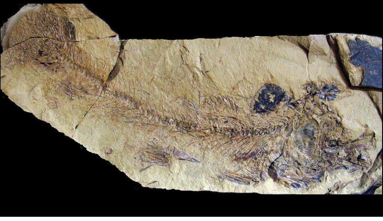 FEATURE: The state of the salmonids in California ~ MAVEN'S NOTEBOOK ...