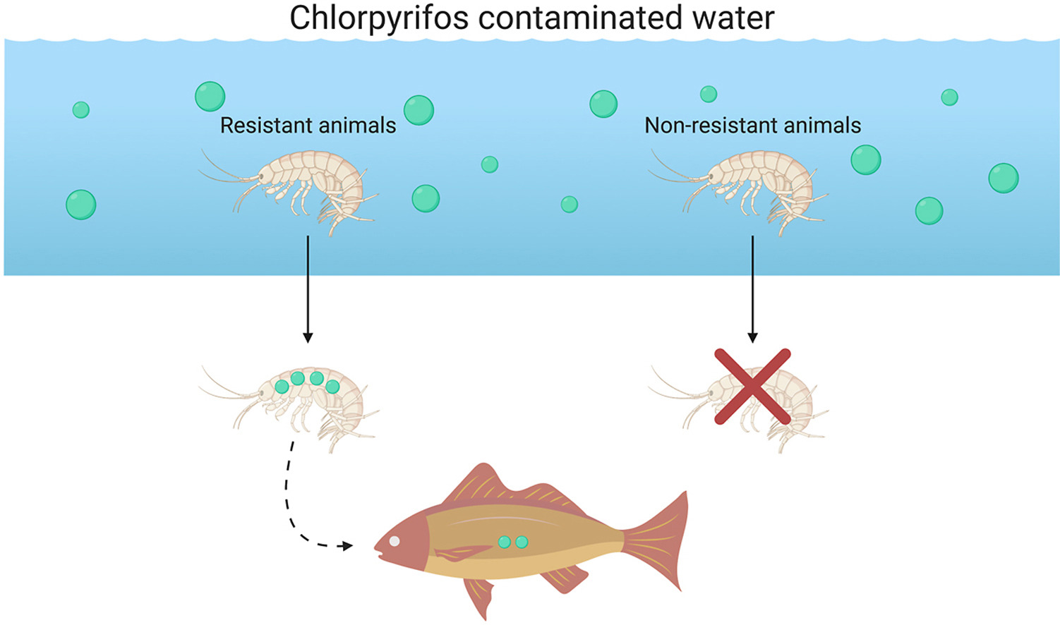FEATURE: Agricultural Pesticides Accumulate in Fish Prey Species in the ...