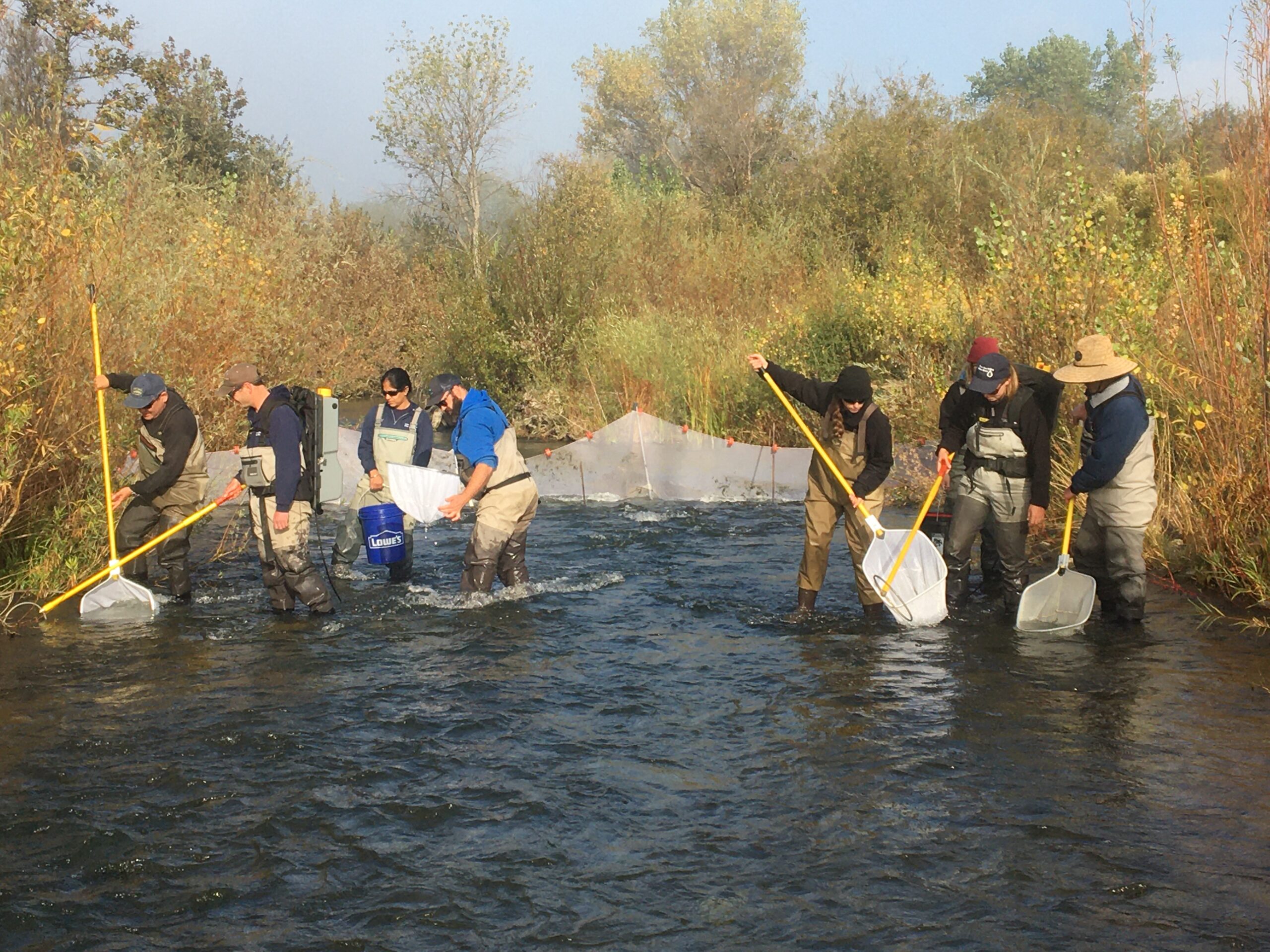 steelhead sampling Valley Water ~ MAVEN'S NOTEBOOK | California Water ...