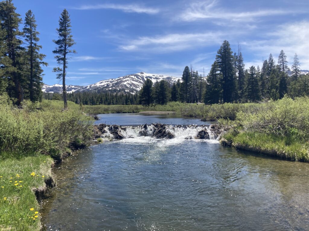 NOTEBOOK FEATURE: California Taps Beavers to Restore Watersheds ~ MAVEN ...