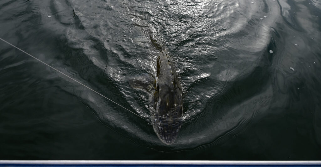 CAL MATTERS: This giant freshwater fish — North America’s largest ...