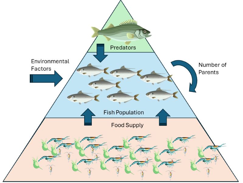 Fish Food Web ~ MAVEN'S NOTEBOOK | California Water News Central